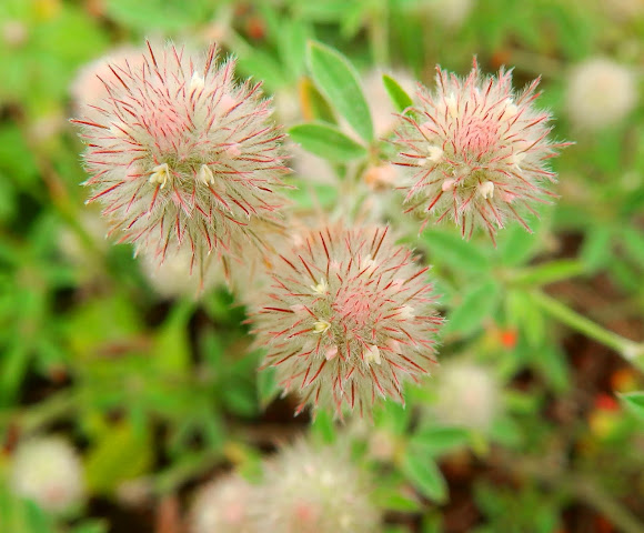 haresfoot clover | Project Noah