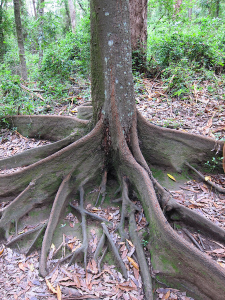 Black Booyong | Project Noah