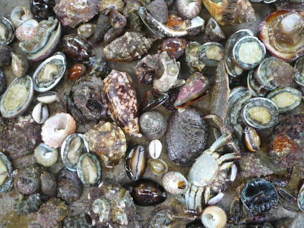Philippine Mollusks | Project Noah