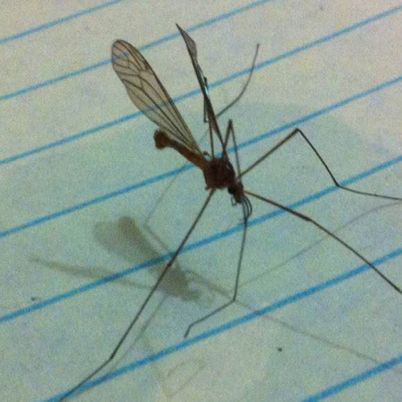 zancudo, mosquito | Project Noah