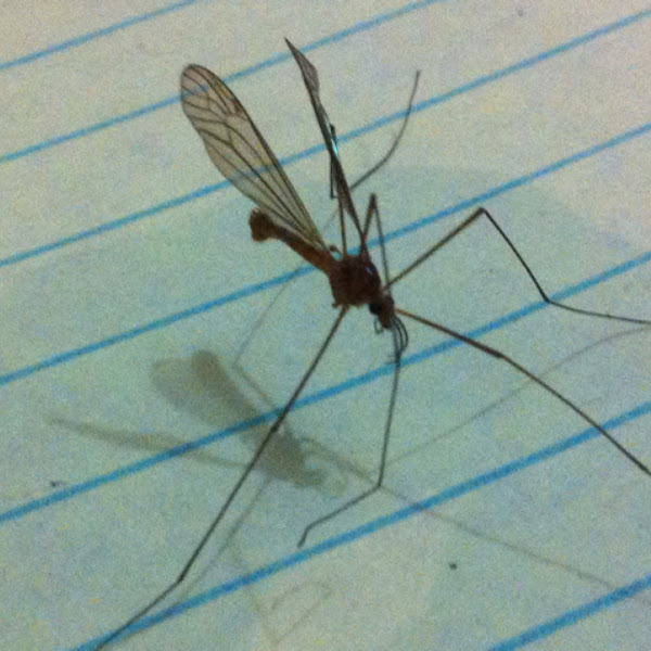 zancudo, mosquito | Project Noah