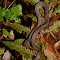 Mountain Slug-eating Snake | Project Noah