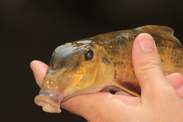 Northern Hogsucker | Project Noah