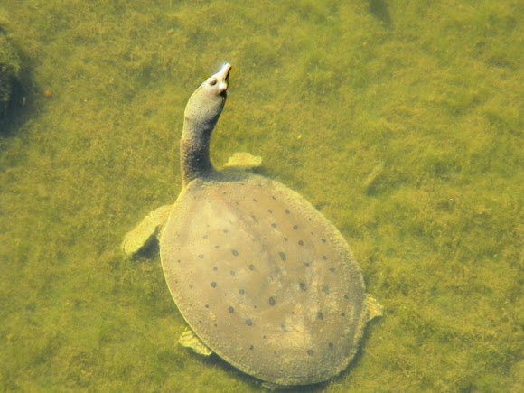 midland smooth softshell turtle | Project Noah