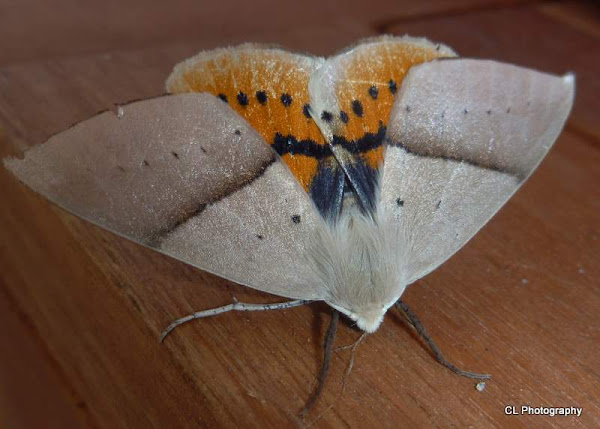 Fallen Bark Looper | Project Noah