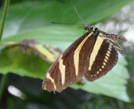 Zebra Longwing Butterfly | Project Noah