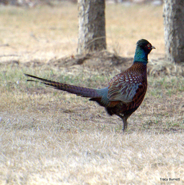 Common Pheasant | Project Noah