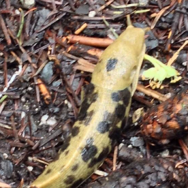 Banana slug | Project Noah