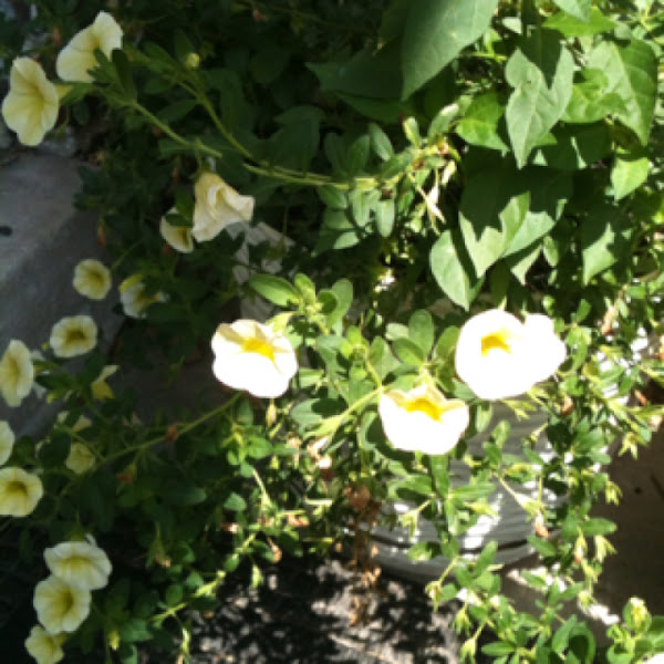 White Petunia | Project Noah