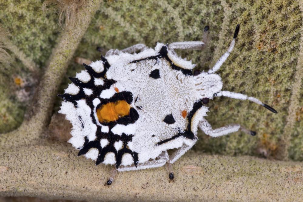 Forest Shield Bug - Nymph | Project Noah