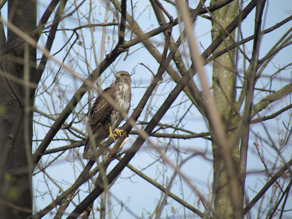 Common Buzzard | Project Noah
