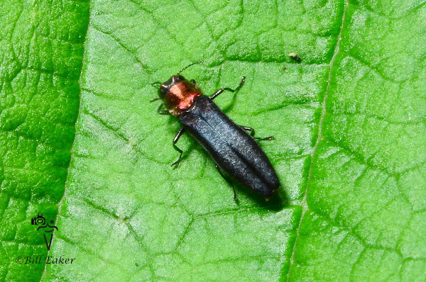 Red Necked Cane Borer | Project Noah