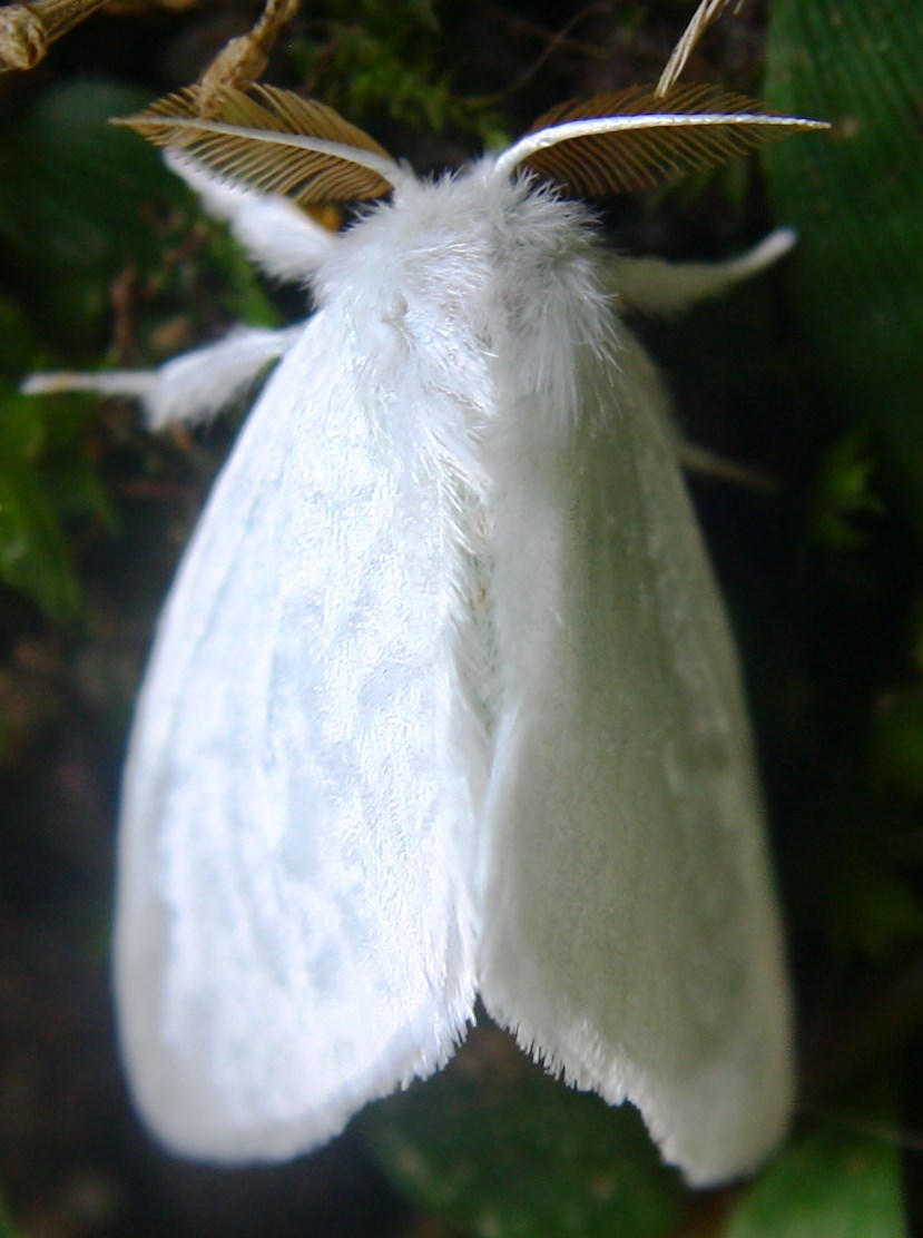 White Tussock Moth | Project Noah