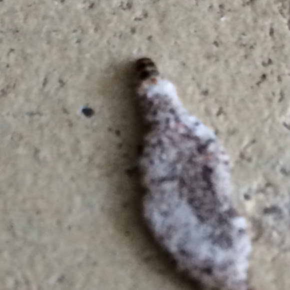 Household casebearer | Project Noah