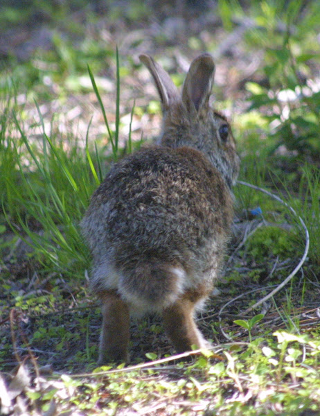 Eastern Cottontail | Project Noah