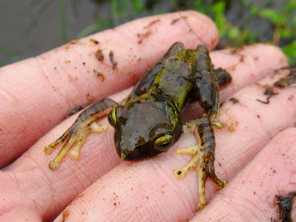 Whipping Frog | Project Noah