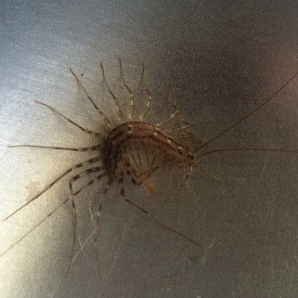 House Centipede | Project Noah