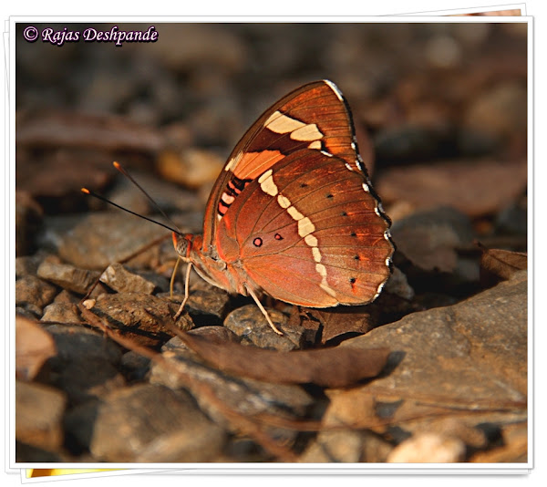 Baronet Butterfly Mudpudling | Project Noah