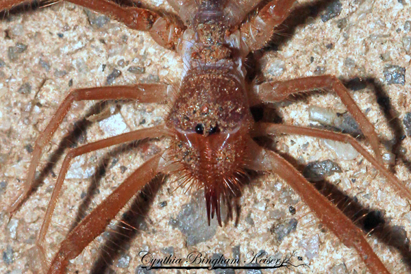 Straight-faced Solifugid | Project Noah