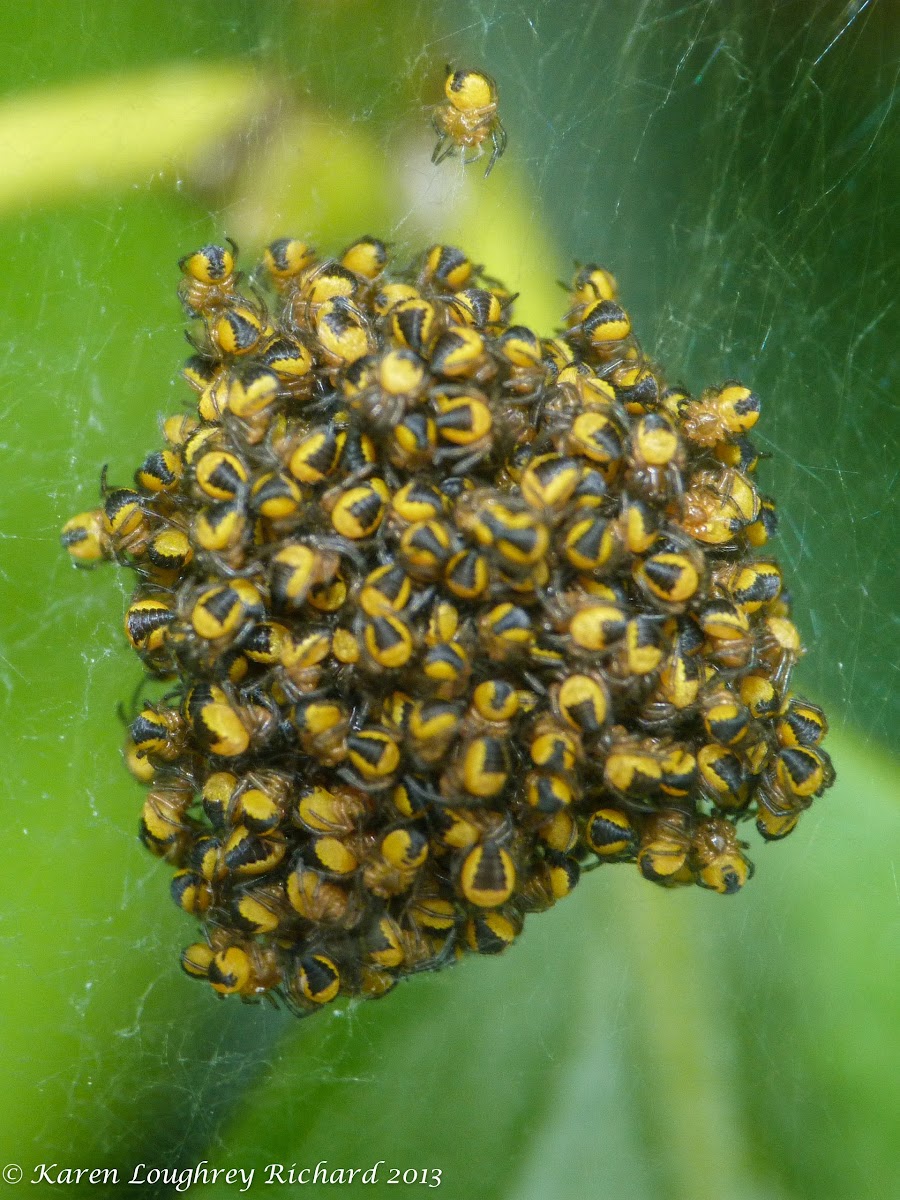 European garden spider (newly hatched spiderlings) | Project Noah