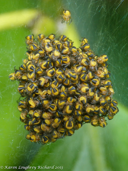 European garden spider (newly hatched spiderlings) | Project Noah