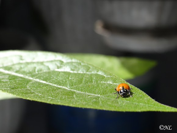 Ladybug | Project Noah