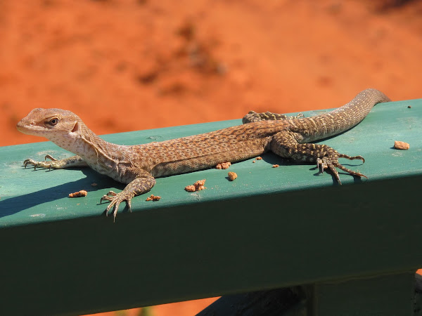 Freckled monitor | Project Noah