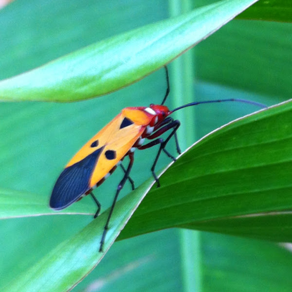 COTTON STAINER BUG | Project Noah