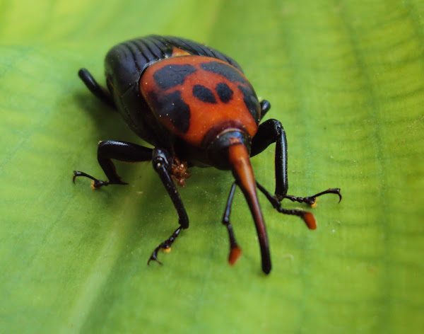 Asian Palm Weevil | Project Noah