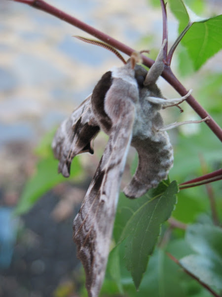 One-Eyed Sphinx Moth | Project Noah