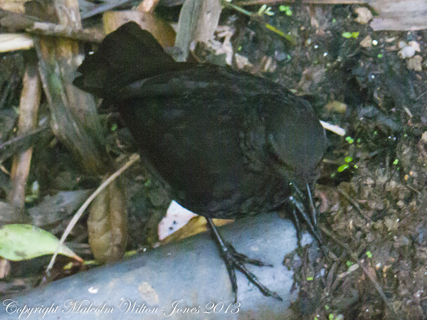 Bornean Whistling Thrush | Project Noah