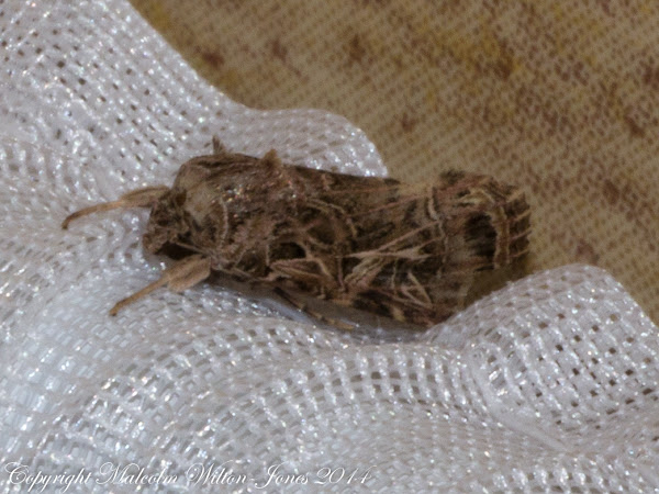 Mediterranean Brocade | Project Noah