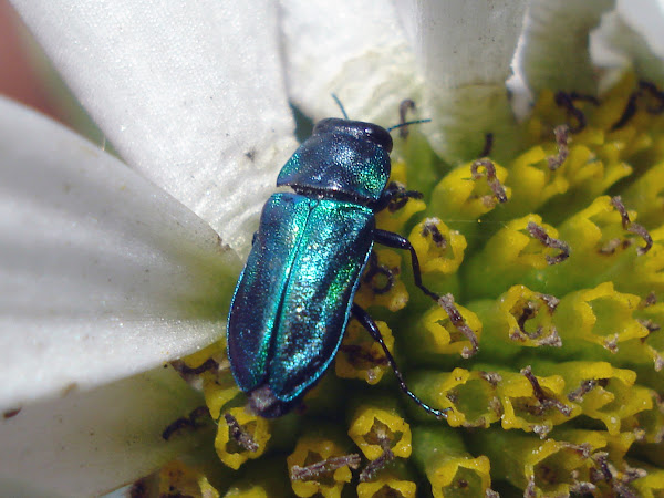 Buprestidae Beetle | Project Noah