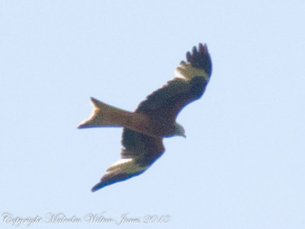 Red Kite; Milano Real | Project Noah