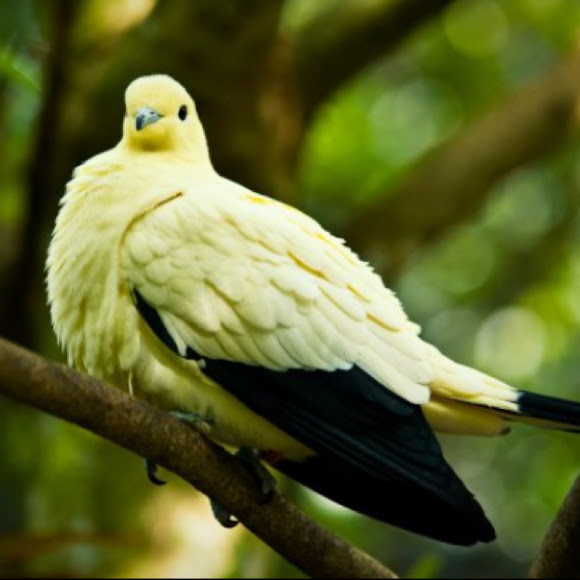 Yellowish Imperial Pigeon | Project Noah