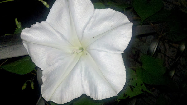 Moonflower | Project Noah