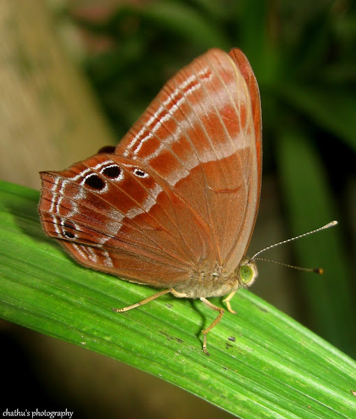 Plum judy | Project Noah