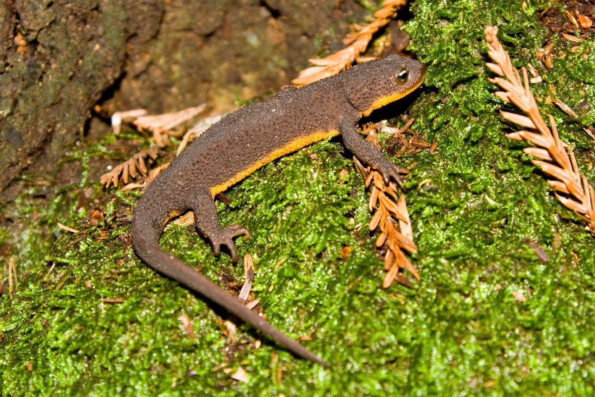 Rough-skinned Newt | Project Noah