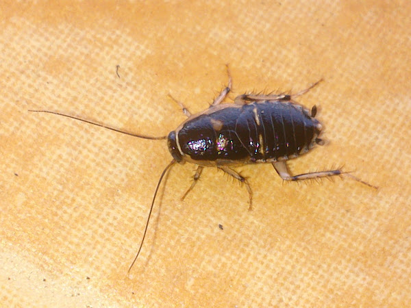 White-edged Cockroach - Nymph | Project Noah