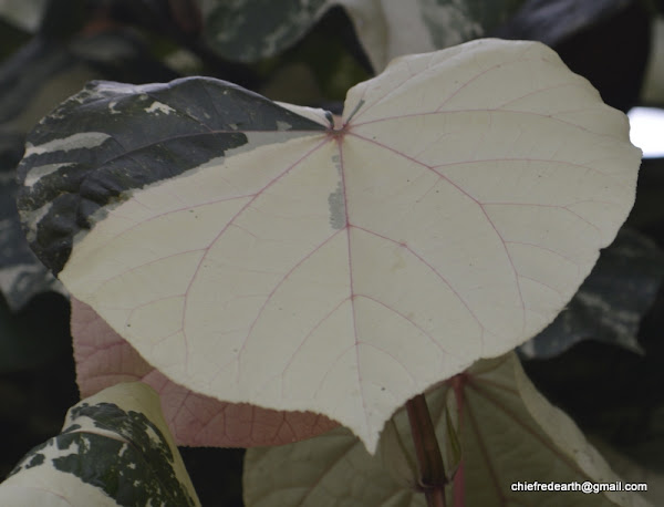 Mahoe Tricolor, Variegated Sea Hibiscus | Project Noah