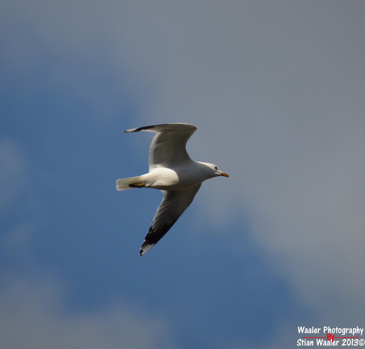 Common Gull | Project Noah