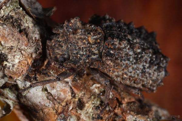 Horned Fungus Beetle | Project Noah