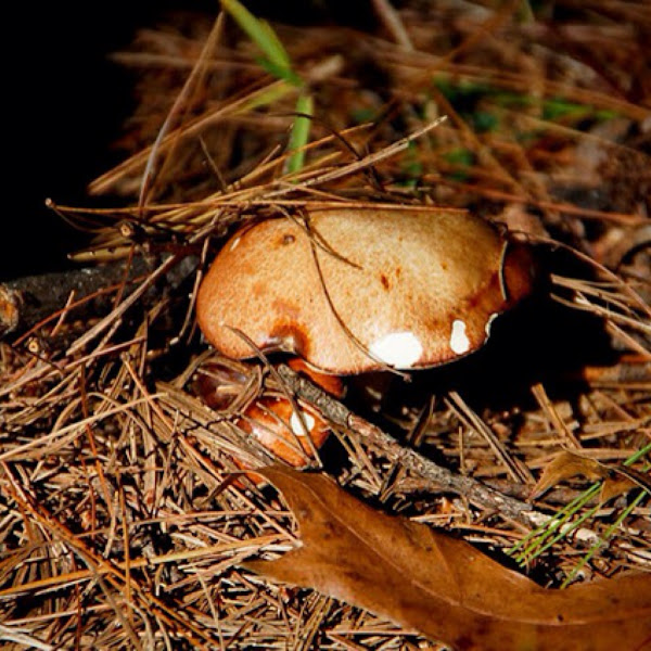 Suillus | Project Noah