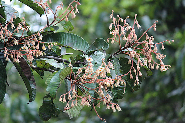 Vateria copallifera (Dipterocarpaceae) | Project Noah