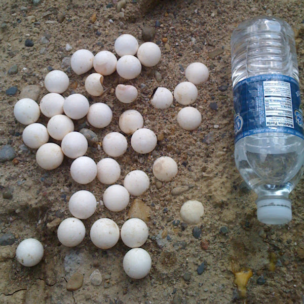Turtle Eggs | Project Noah