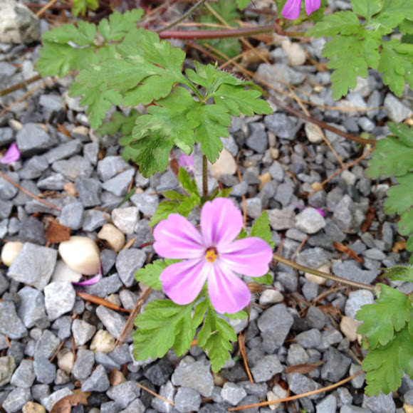 Herb Robert | Project Noah