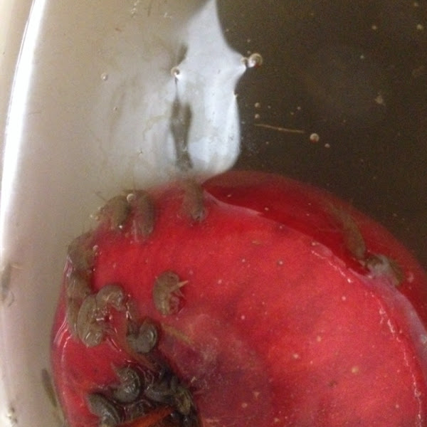 Fresh water shrimp. Scud (crustacean) | Project Noah