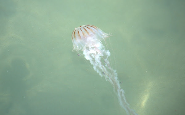 Sea Nettle | Project Noah