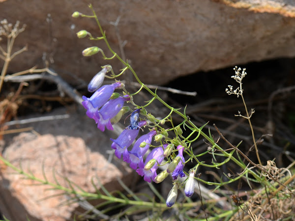 Mexican Blue Penstemon; Gentian Blue Penstemon | Project Noah