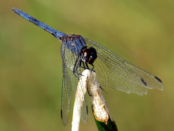 Navy dropwing (male) | Project Noah